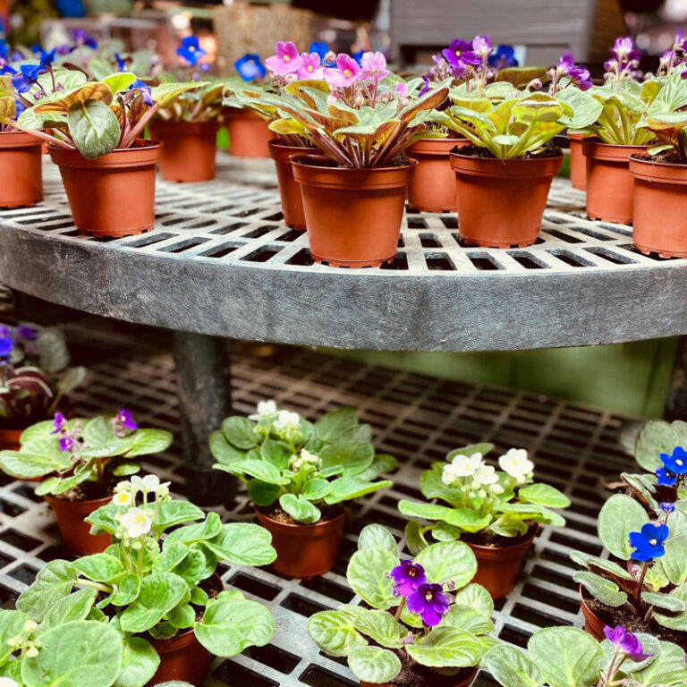 New Castle – Leon’s Garden World LLC